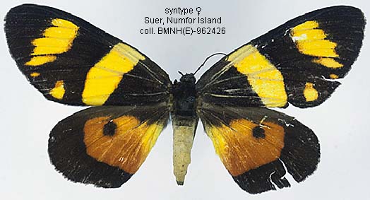 Papua Insects Foundation (Lepidoptera/Geometridae(Ennominae)/Callhistia ...